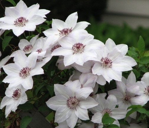 Miss Bateman - Clematis Early Large-flowered – Vesneri Aed